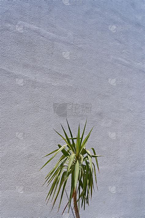 一个奇异的热带植物丝兰，棕榈树或龙齿龙的特写，依偎在纹理白色的墙壁和自然照明。抽象简约的夏季自然