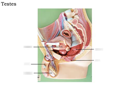 Testes Diagram Quizlet Testes Diagram Quizlet