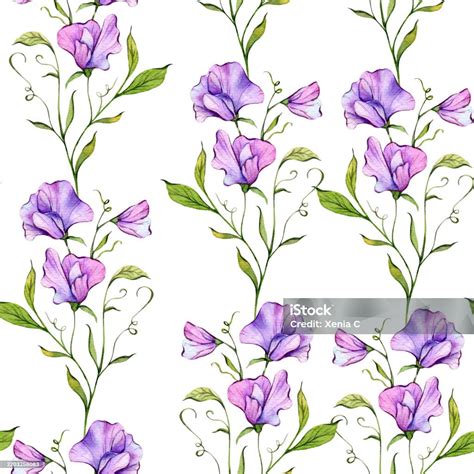 꽃 완벽 한 배경 수채화 달콤한 완두콩 완벽 한 패턴입니다 달콤한 완두콩이 있는 꽃 배경 4 월 탄생 월 꽃 식물 배경 벽지 포장지 직물에 대 한 0명에 대한 스톡 벡터