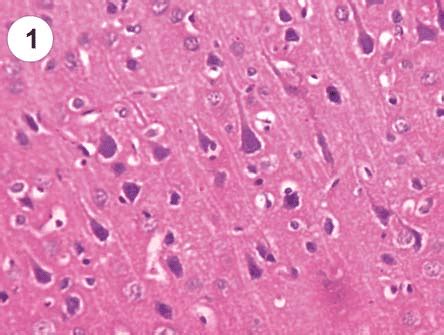 Histological Architecture Of Rat Cortex Brain Stained With H E X Download Scientific Diagram