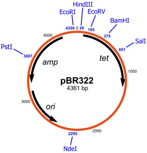 Difference Between Plasmid And Transposon Definition Classes Features And Differences