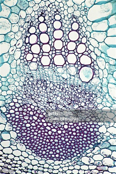 Monocot Stem Cross Section Cambium