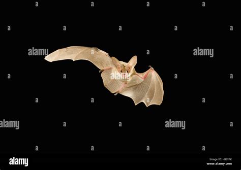 Pallid Bat Antrozous Pallidus Flying At Night Kaibab National Forest