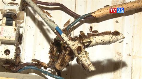 მადონა კოიძე ეს არის ობიექტი რომელმაც შემაშინა ამდენი ტარაკანა ერთად არასდროს მინახავს Youtube