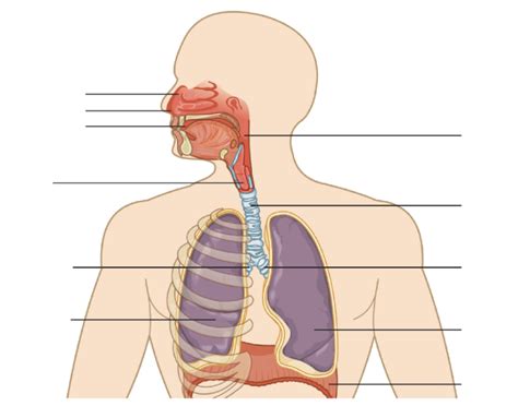 Respitory System Diagram Quizlet
