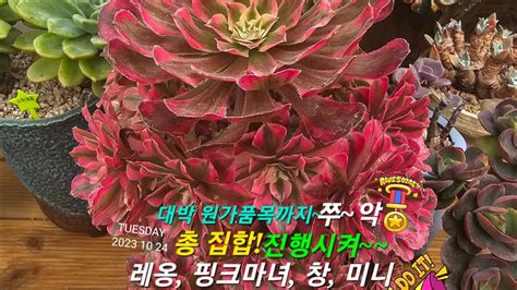 2023년 10월24일多肉植物국민다육 방문구매3개5000원선녀와나무꽃화분다육신상안내다육금화분택배다육택배