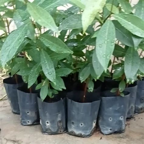 Java Plum Black Plum Plant Syzygium Cumini Naval Palam Nagapalam Jamun Live Plant Lazada