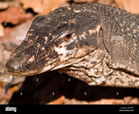 Monitor Lizard Philippines At Evan North Blog