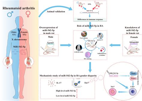 X Chromosome Linked Mir 542 5p As A Key Regulator Of Sex Disparity In