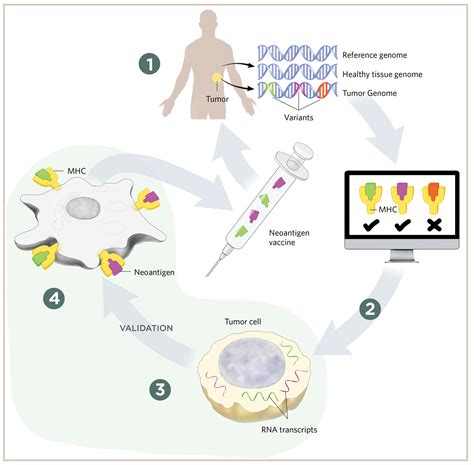 Molecular Modeling Vaccine At Danelle Perez Blog