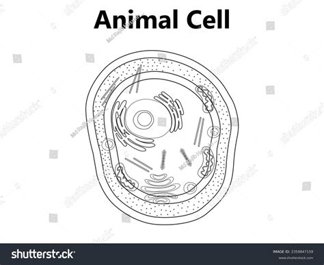 Illustration Of The Plant Cell Anatomy Structure Royalty Free Stock