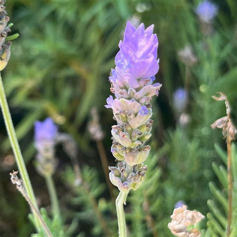 Types Of Lavender Plants South Africa