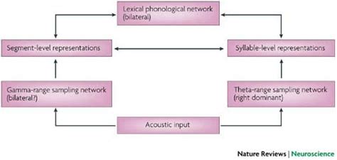 Talking Brains Phonemic Segmentation In Speech Perception Whats