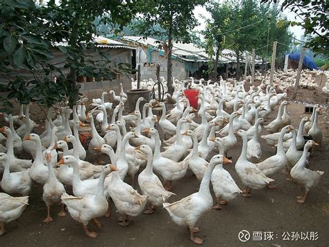 中国特产协会授予黑龙江省海伦市中国籽鹅之乡称号 黑龙江省中国籽鹅之乡海伦市以发展农牧业经济为增加农民收入的重要产业以产业化提高畜牧业