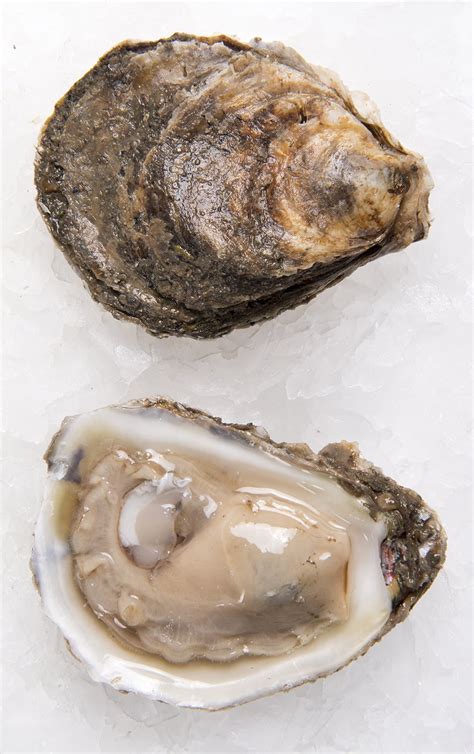 Oysters — Harris Seafood