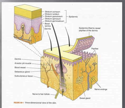 Integumentary System Pathophysiology Flashcards Quizlet
