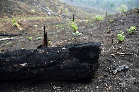 Incendios Han Arrasado Más De 1300 Hectáreas De Bosque En Guatemala