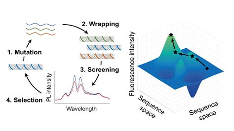 Directed Evolution Of The Optoelectronic Properties Of Nanomaterials Epfl