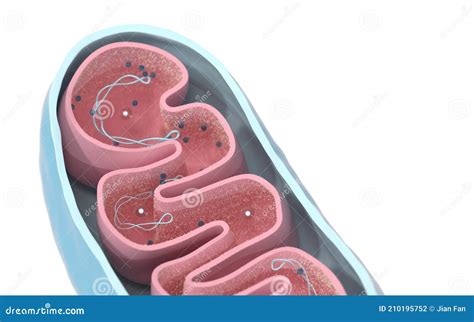 Cross Section View Of Mitochondria Medical Info Graphics On White Background 3d Rendering