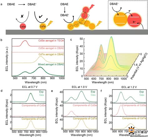 蔡彬教授团队在电化学发光中的粒子间电荷转移方面取得新进展 山东大学新闻网