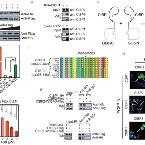 Ctbp Dimerization In Living Cells A Co Ip Assay Of The Ctbp1 Ha And Download Scientific
