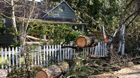 How Much Does It Cost To Remove Trees From Your Yard