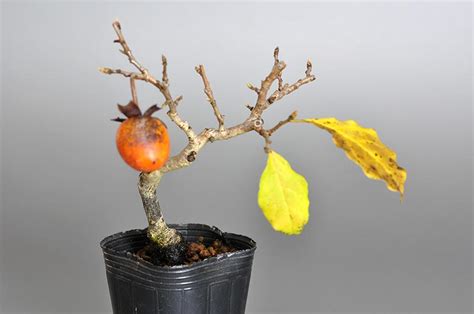 ロウヤガキ D1ろうやがき老爺柿実もの盆栽の販売と育て方作り方