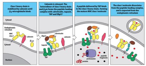 Immunology Exam 2 Antigen Processing And Mhc Presentation Flashcards Quizlet