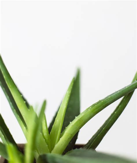 우리 몸에 약이 되는 반려식물에 대하여 숲과 나무에 대한 이야기 매거진