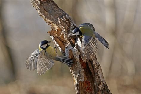 «tits Hd Wallpapers