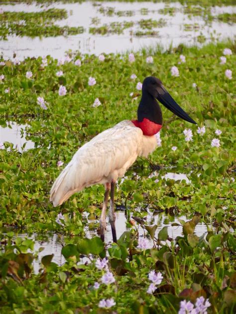 Brazil Pantanal Pantanal Birds Travel2unlimited