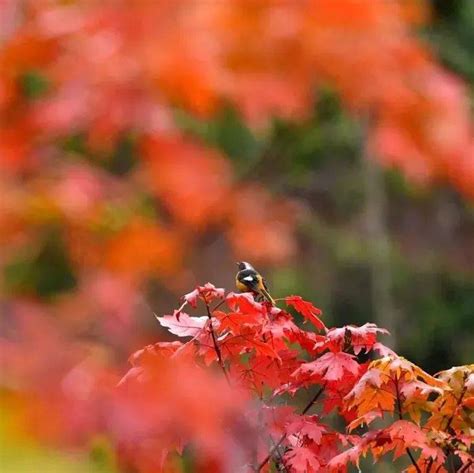 今日霜降！一转眼，秋天就要过去了…… 新华社