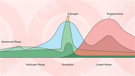 Explanation Menstrual Cycle Calendar Hoool Health 13 Period Questions