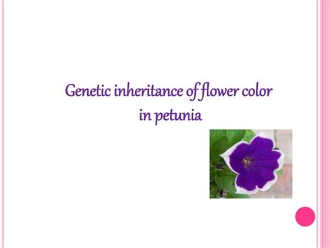 Geneticinheritanceofflowercolourppt Flower Shopping Shopping Geneticinheritanceofflowercolourppt Flower Shopping Shopping