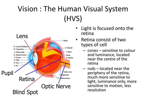 Ppt Human Visual System Powerpoint Presentation Free Download Id 3077182