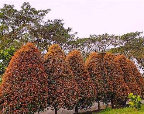 Pohon Pucuk Merah Tanaman Cantik Yang Bisa Memanjakan