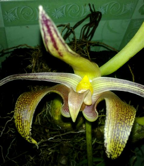 Wild Orchids In Sumatra Bulbophyllum Polystictum Ridl 1909