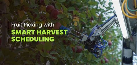 Fruit Picking With Smart Harvest Scheduling Khetibuddy