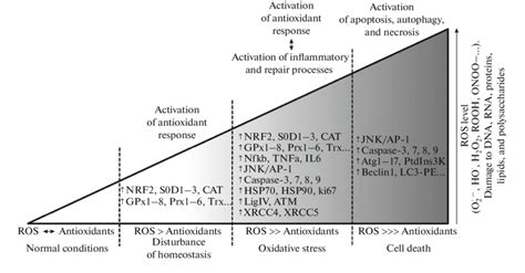 The Consequences Of Disruption Of Redox Homeostasis In The Cell Download Scientific Diagram