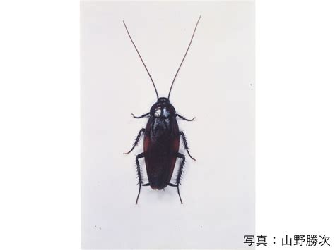 クロゴキブリ