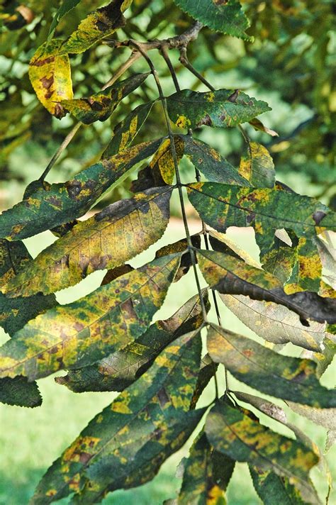 Northern Pecans Remnants Of An Aphid Outbreak