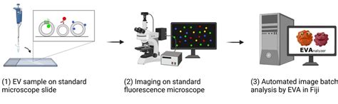 JEV丨EVAnalyzer开源ImageJ插件用于单个细胞外囊泡的高质量成像 外泌体资讯网