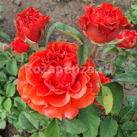 Роза Эль Торо (El Toro) от 250 рублей