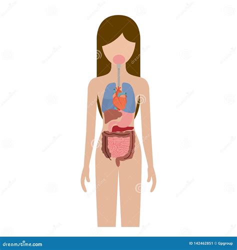 Female Human Body Outline Clipart
