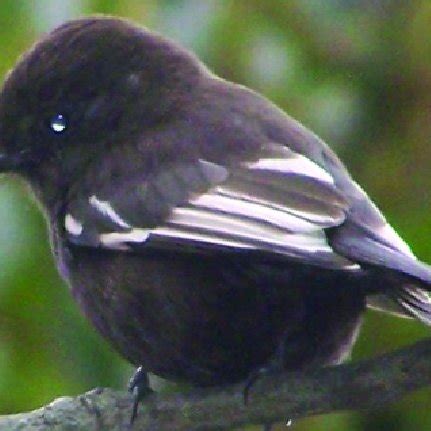 Melanistic Male Sex Determined By Behaviour With Amelanistic Flight Download Scientific