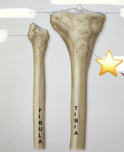 Proximal And Distal Tibia Fibula Labeling Flashcards Quizlet Proximal And Distal Tibia Fibula Labeling Flashcards Quizlet