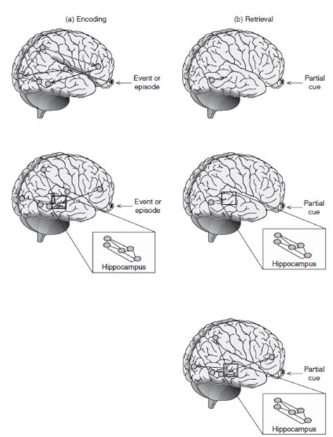 1 At Encoding Different Aspects Of A Stimulus Or Event Are Processed In