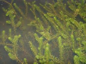 Elodea Canadensis Alchetron The Free Social Encyclopedia