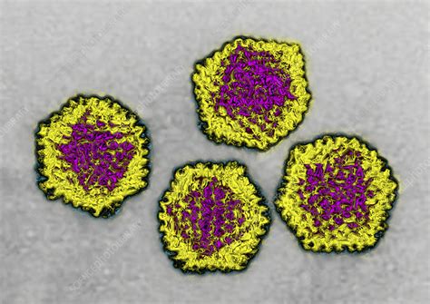 Adenovirus Particles Tem Stock Image C0152393 Science Photo Library