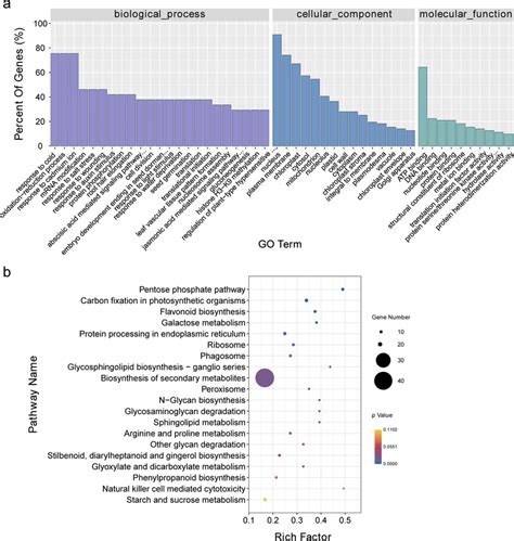 Gene Functional Classification Of Identified Target Genes A Gene Download Scientific Diagram